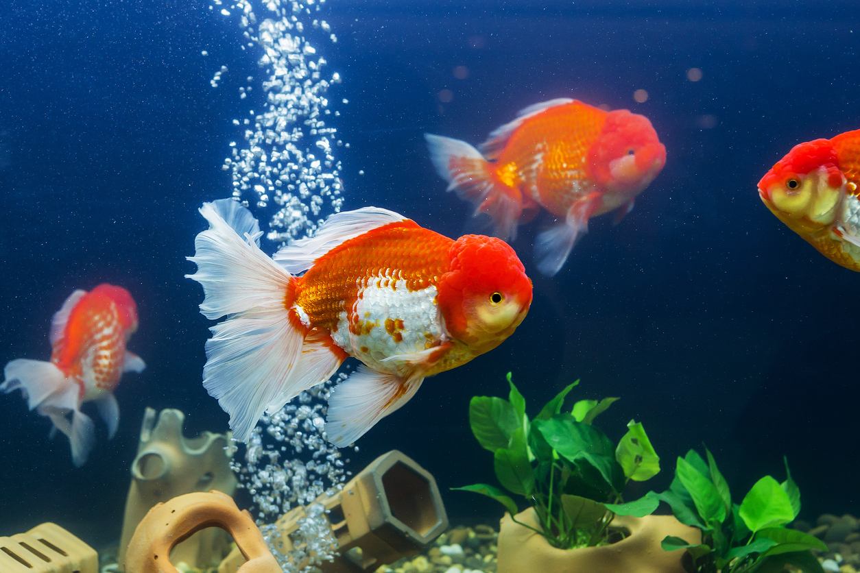 Ranchu Goldfish Varieties Exploring Different Colorations and Patterns Connect Fish Friends